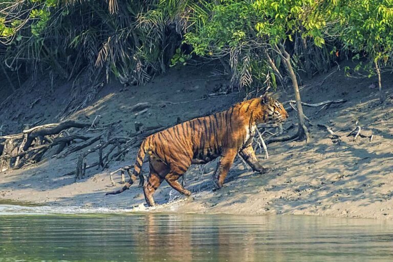 Unseen Royal Bengal Tiger in Sundarbans | Real Jungle Encounters