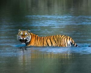 Unseen Royal Bengal Tiger in Sundarbans | Real Jungle Encounters